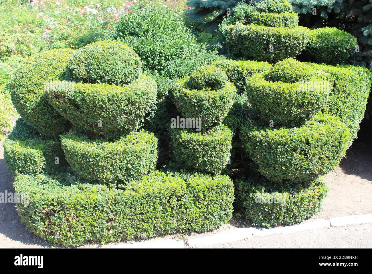 Figured shrubs in the local rose garden Stock Photo - Alamy