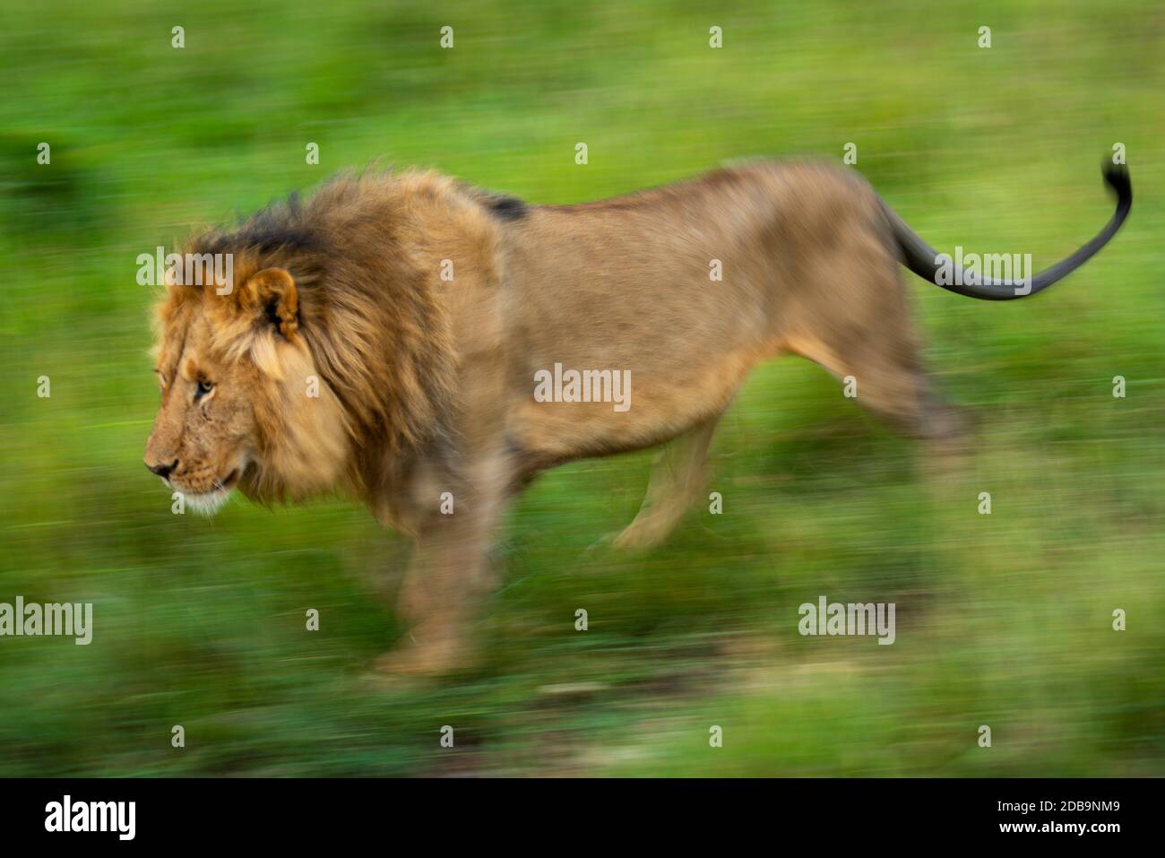 Lion serengeti pan hi-res stock photography and images - Alamy