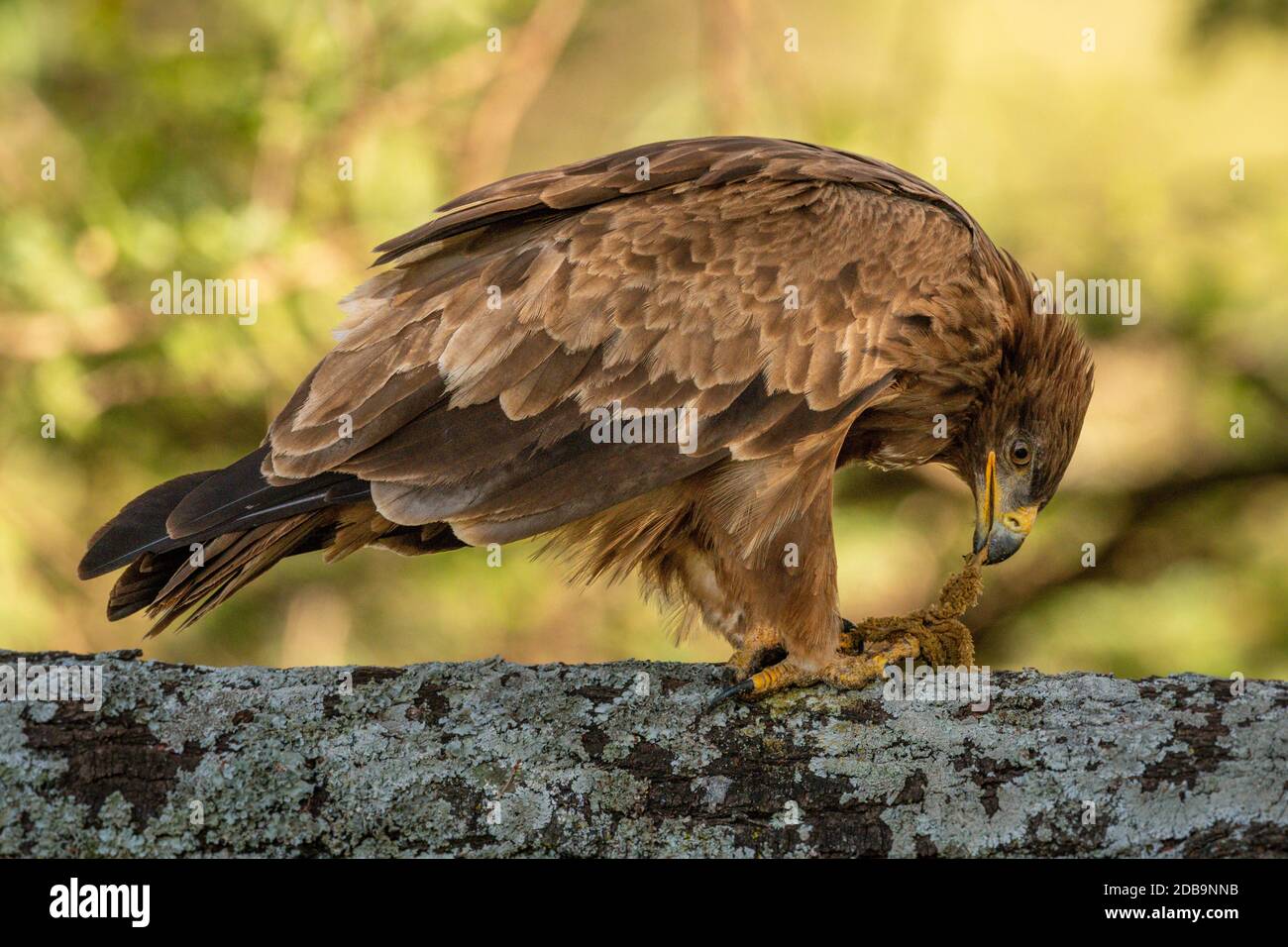 Eagle Eating Prey High Resolution Stock Photography and Images - Alamy