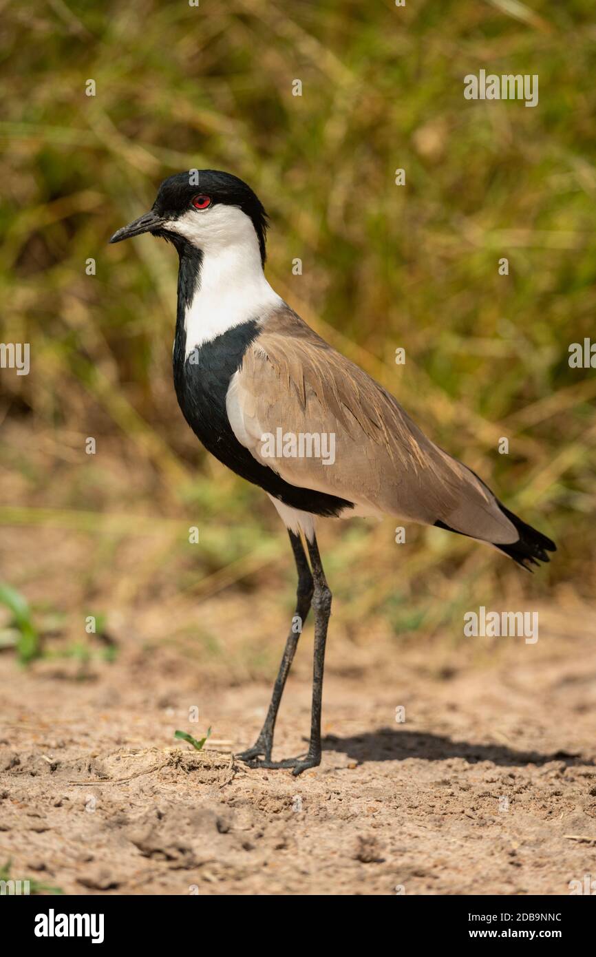 Spur-winged lapwing stands in sunshine casting shadow Stock Photo - Alamy