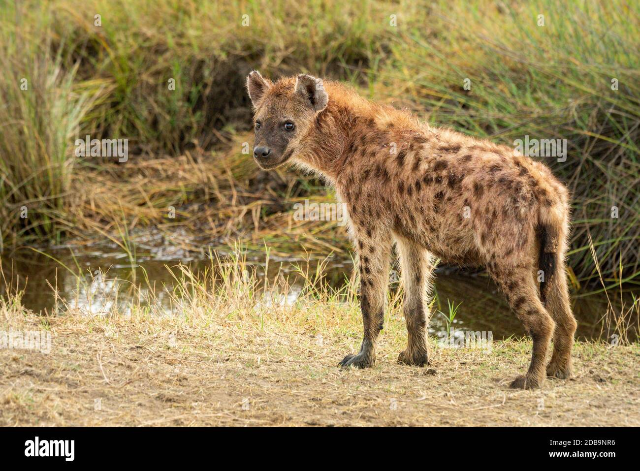 Spotted hyena stands by river eyeing camera Stock Photo - Alamy