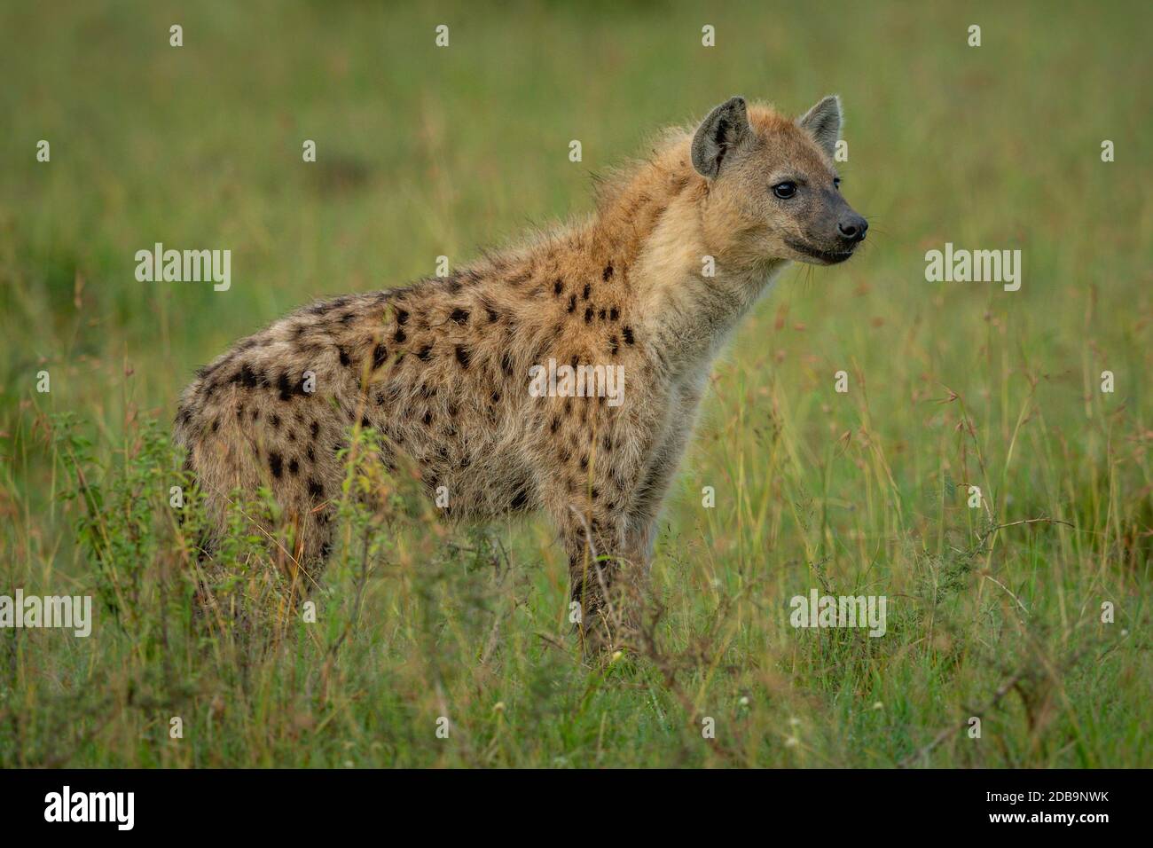 Spotted hyena stands in grass facing forward Stock Photo - Alamy