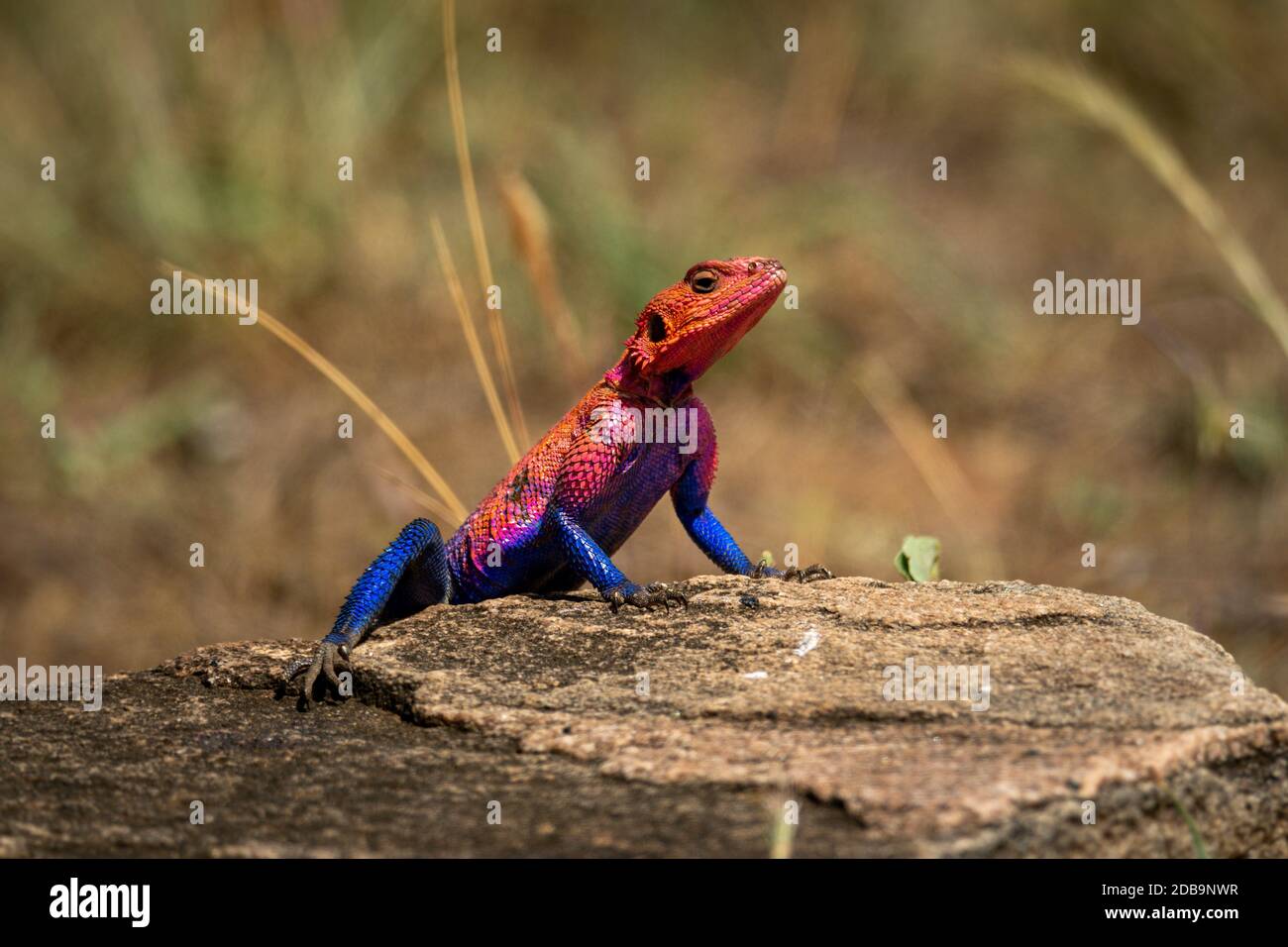 Spider man agama hi-res stock photography and images - Alamy