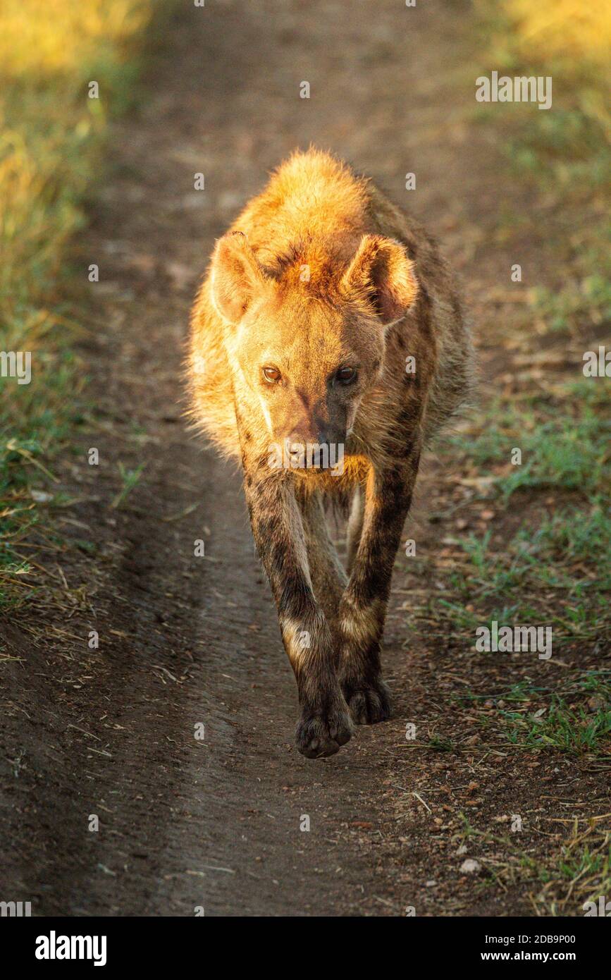 Spotted hyena walks towards camera on track Stock Photo - Alamy