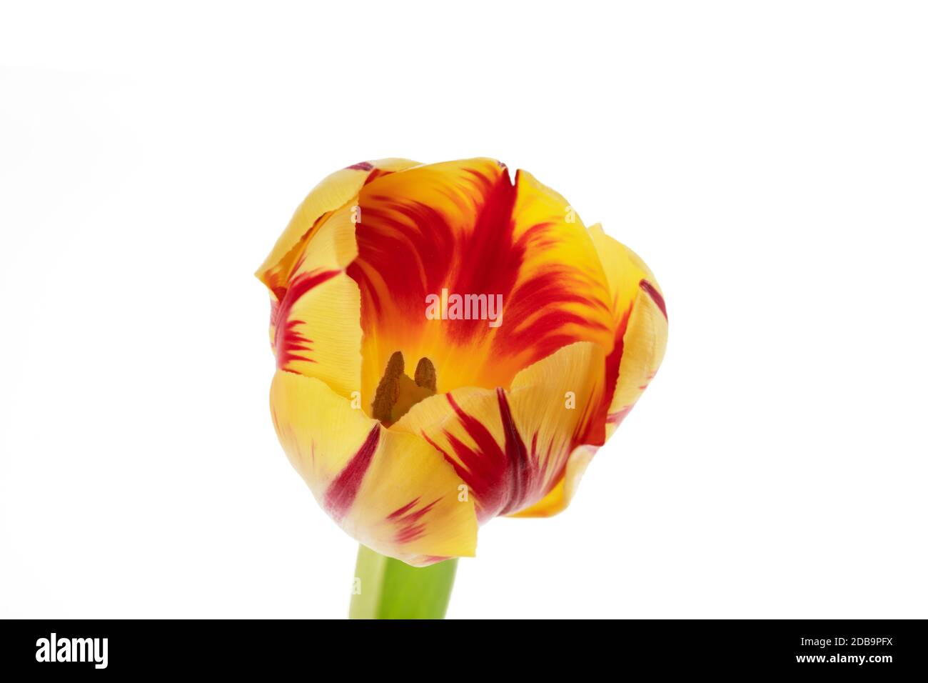 Pistel hi-res stock photography and images - Alamy