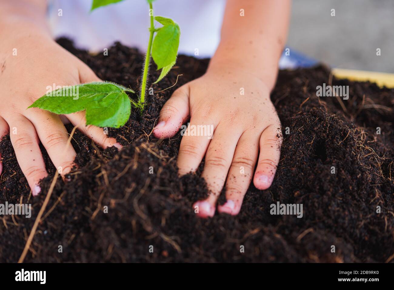 World Environment Day Environment Concept, Hand of Asian cute little ...