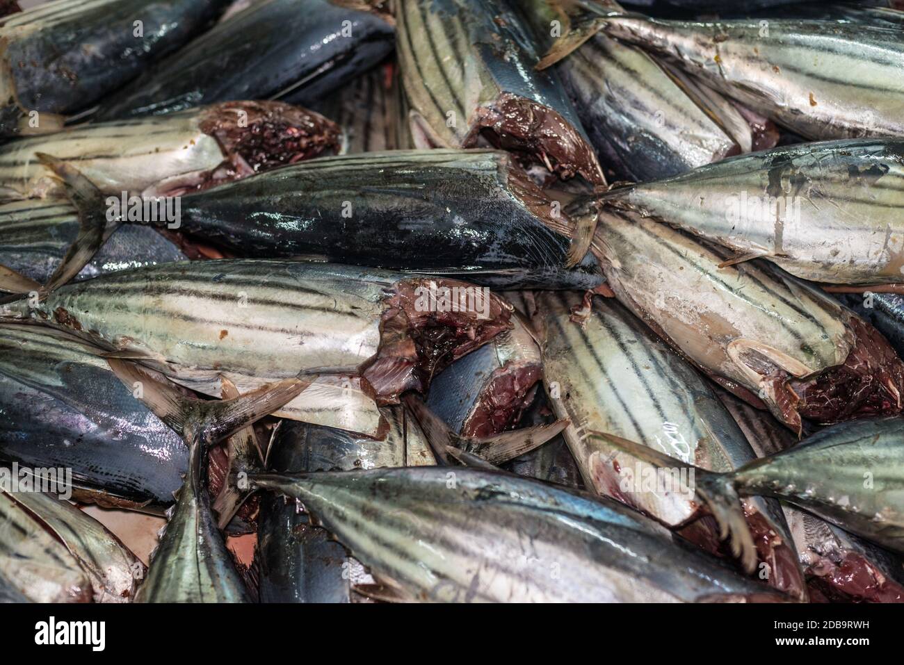 Headless fish hi-res stock photography and images - Alamy