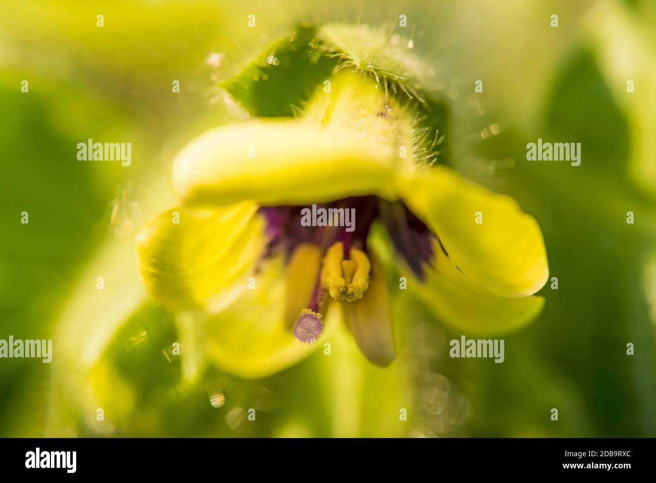 yellow henbane, medieval medicine plant Stock Photo - Alamy