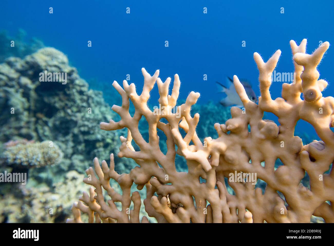Colorful coral reef at the bottom of tropical sea, yellow fire coral ...