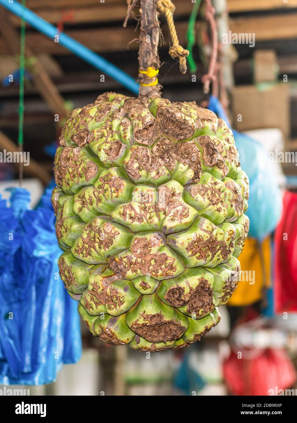 Tahitian screw pine or Thatch screw pine commonly know in Maldives as ...