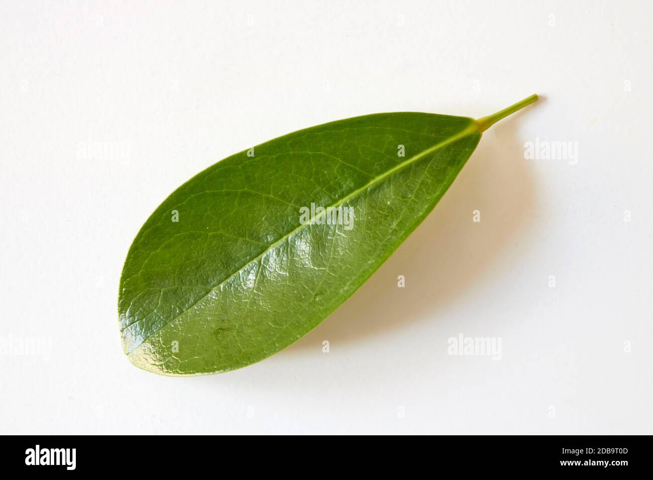 A studio photo of orange fruit Leaves Stock Photo - Alamy