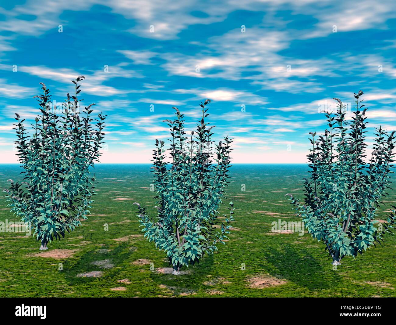 Bushes on the meadow 3D rendering Stock Photo - Alamy