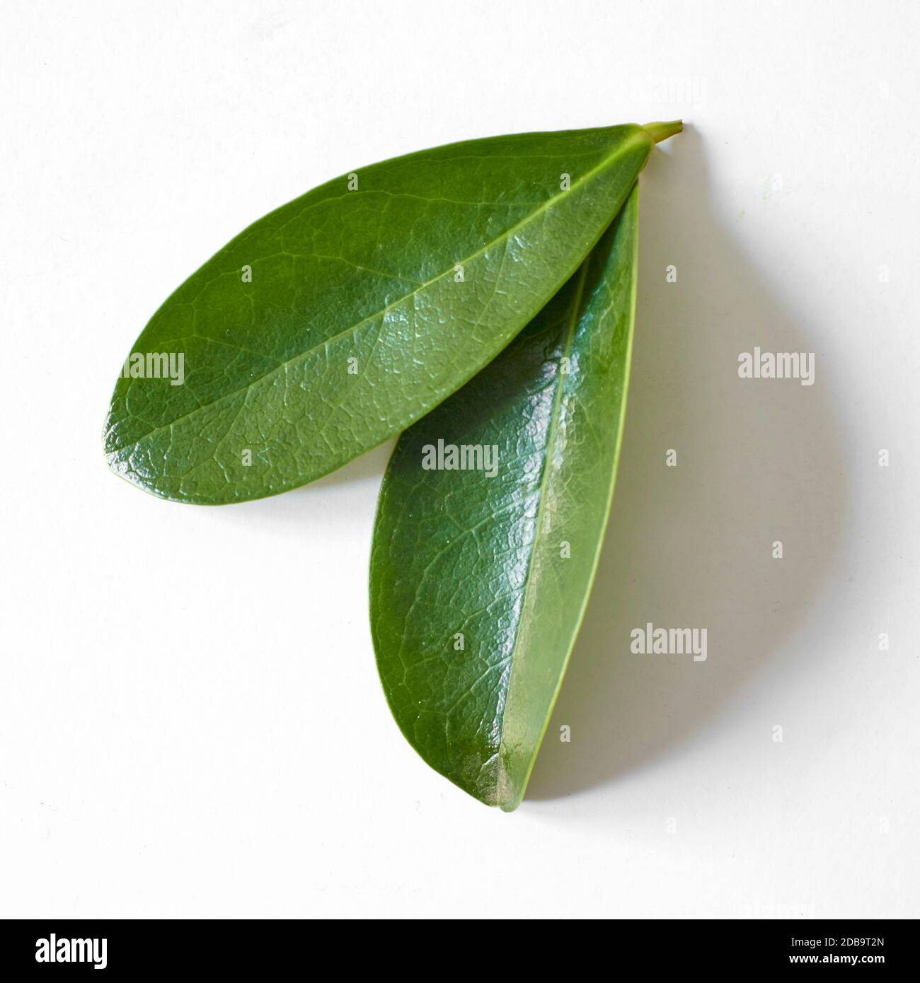 A studio photo of orange fruit Leaves Stock Photo - Alamy