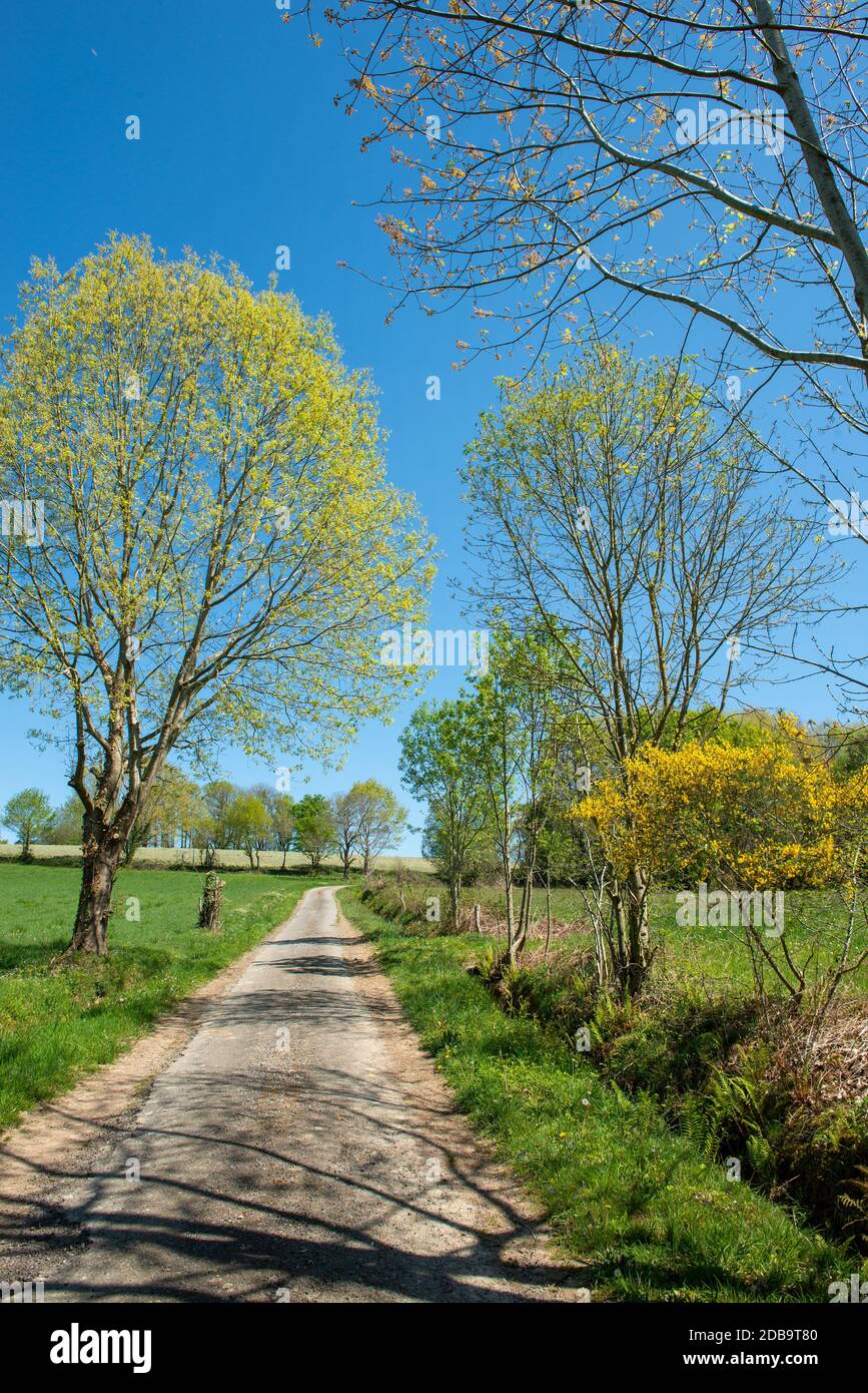 a view of the small road in the french countryside at springtime Stock ...