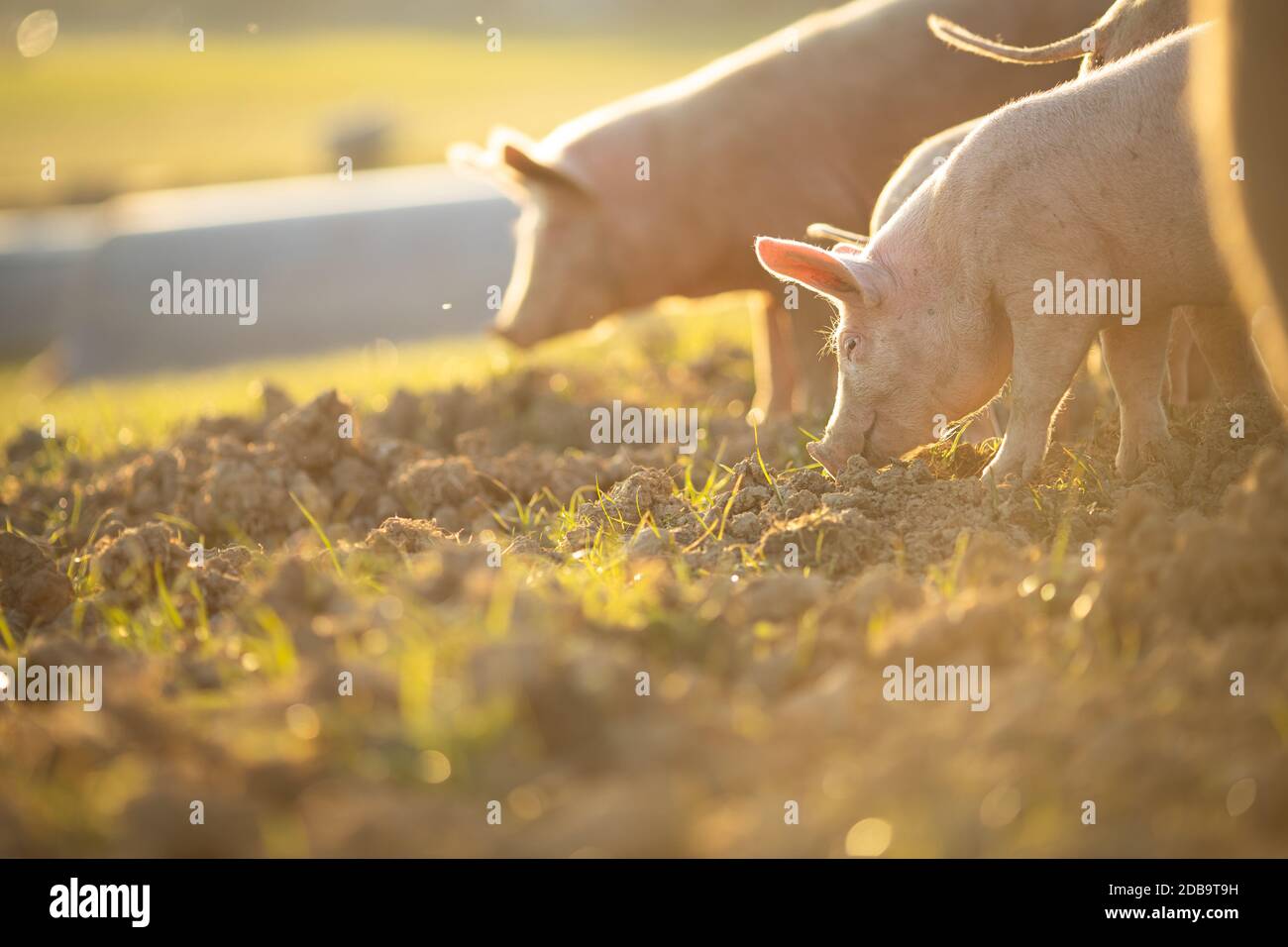 Pigs eating on a meadow in an organic meat farm - wide angle lens shot ...