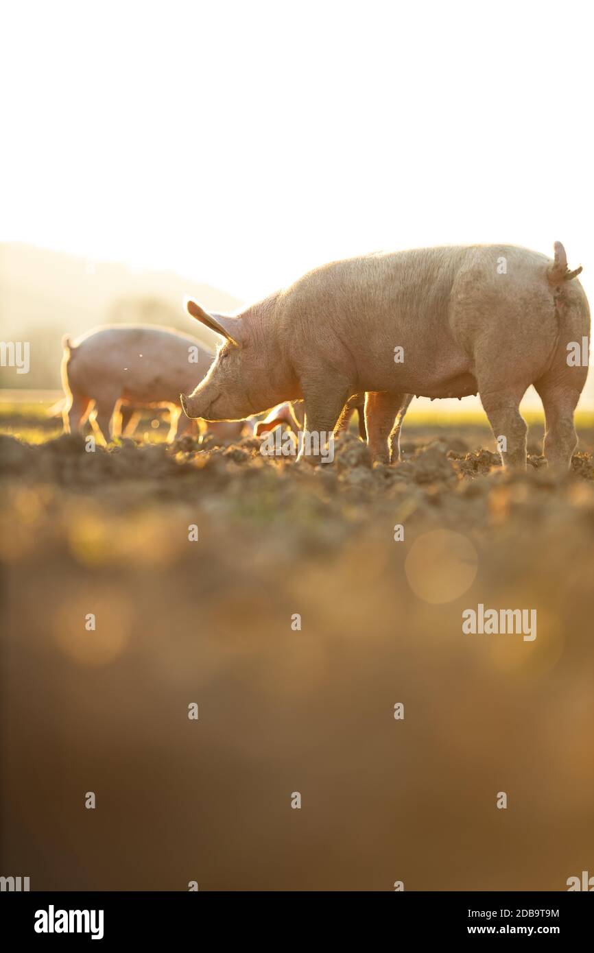 Pigs eating on a meadow in an organic meat farm - wide angle lens shot ...