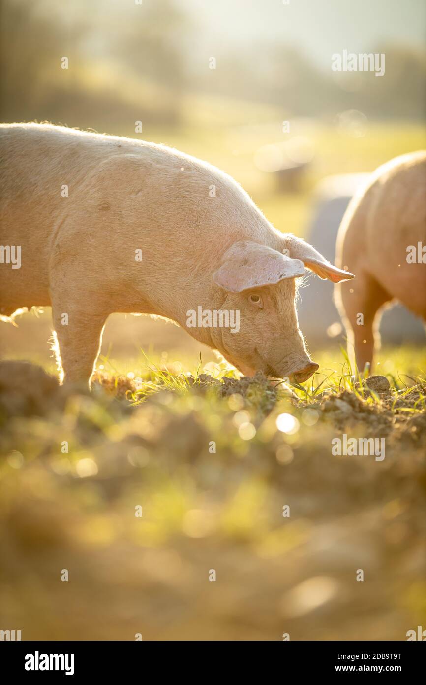 Pigs eating on a meadow in an organic meat farm - wide angle lens shot ...