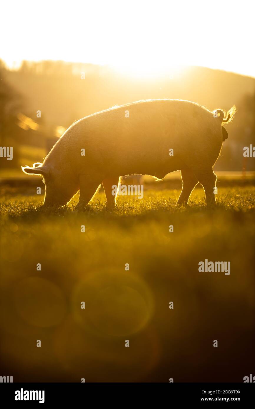 Pigs eating on a meadow in an organic meat farm - wide angle lens shot ...