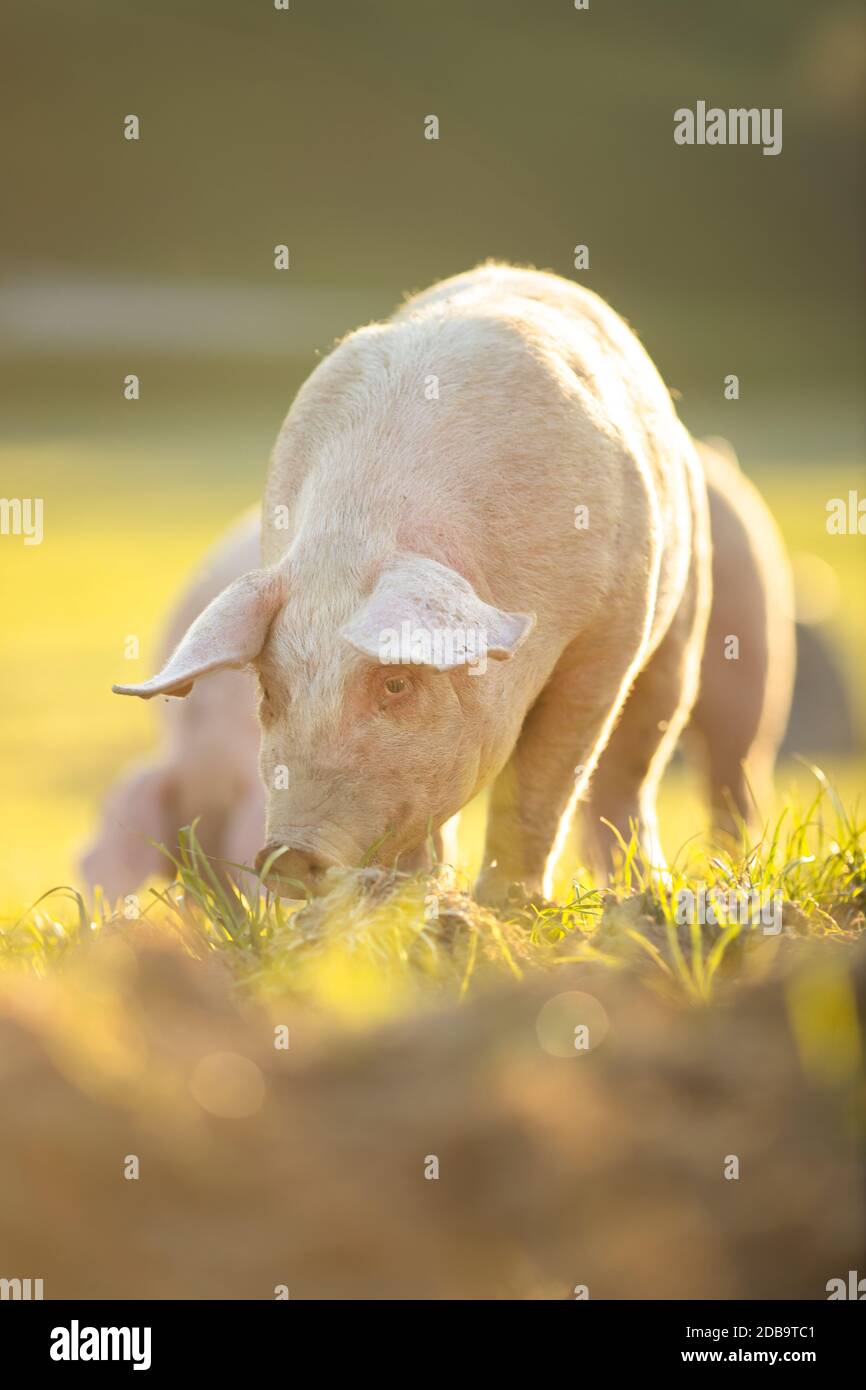 Pigs eating on a meadow in an organic meat farm - wide angle lens shot ...