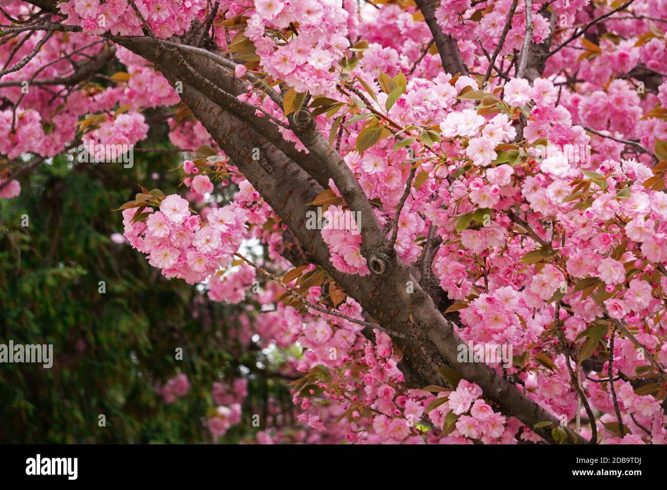 Cherry Tree With Pink Blossom, tree in bloom at springtime Stock Photo ...