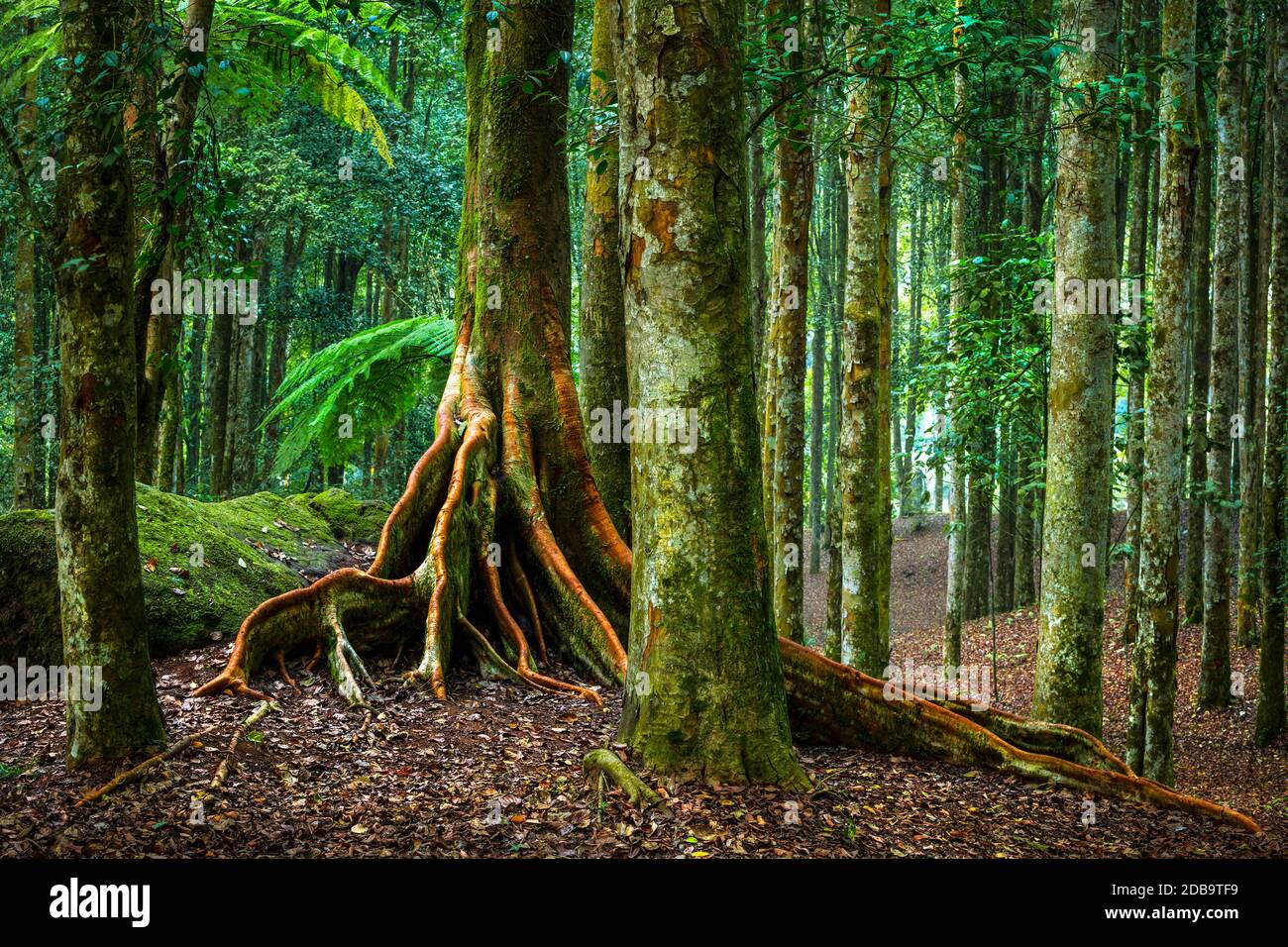 Beautiful landscape of an amazing huge trees, freshness and greenery in ...