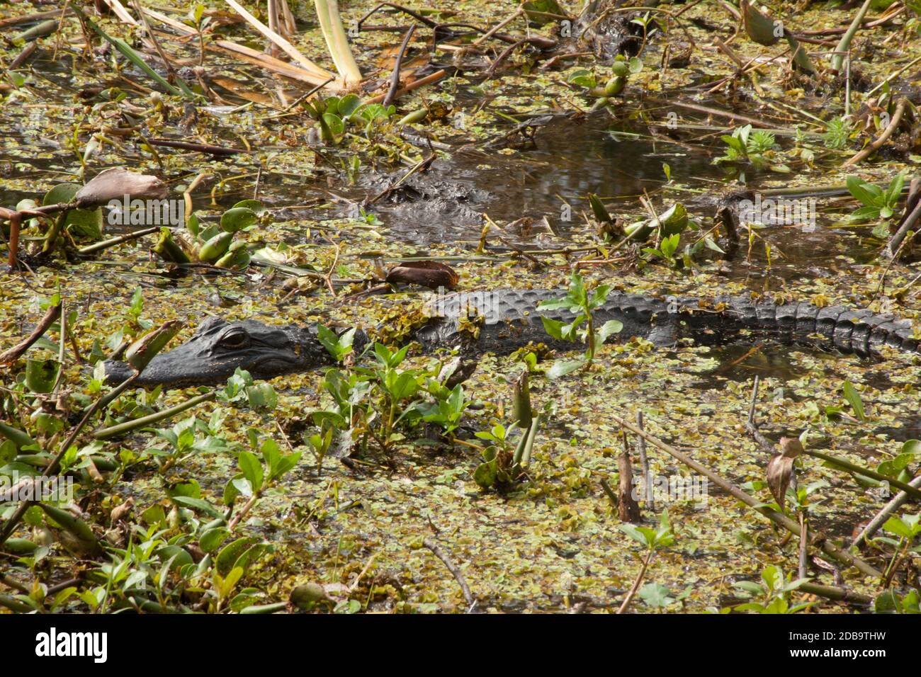 Alligator in the swamp Stock Photo - Alamy
