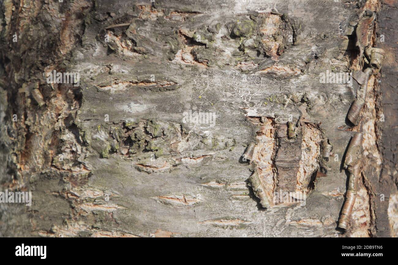 Texture of sweet cherry tree bark Stock Photo - Alamy