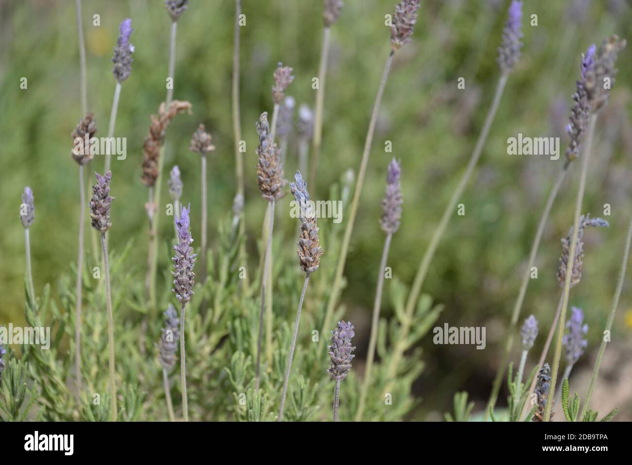 purple lavender flower in the province of Alicante, Costa Blanca, Spain ...