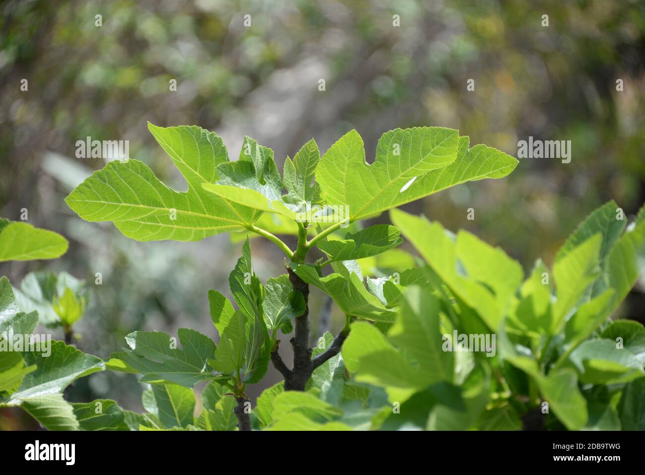 fresh leaves on the fig tree, Costa Blanca, Spain Stock Photo - Alamy