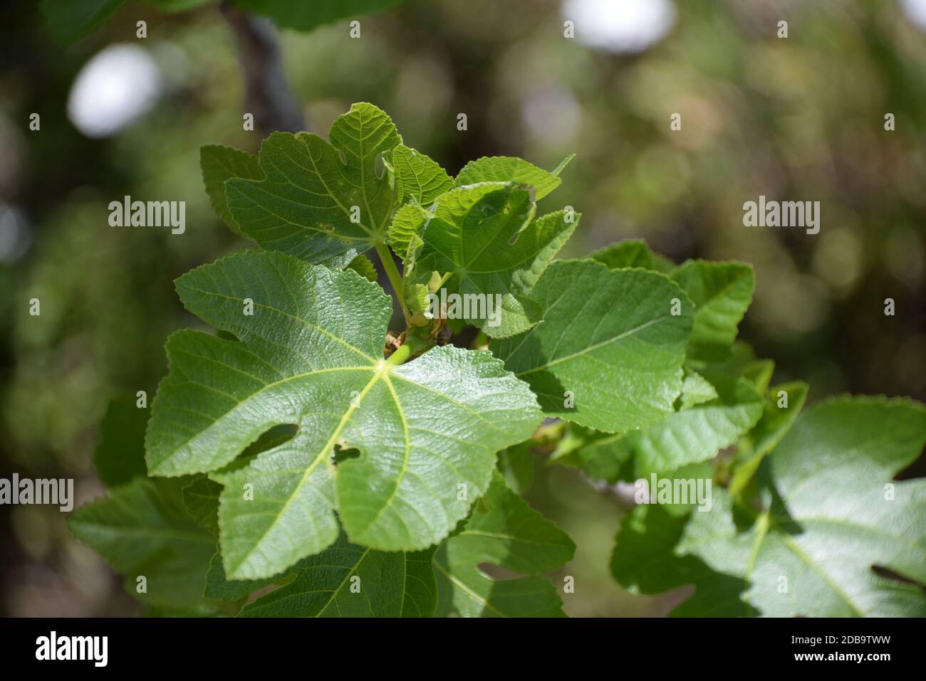 fresh leaves on the fig tree, Costa Blanca, Spain Stock Photo - Alamy