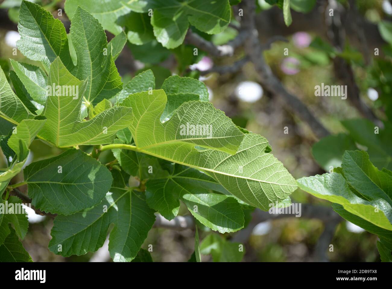 fresh leaves on the fig tree, Costa Blanca, Spain Stock Photo - Alamy
