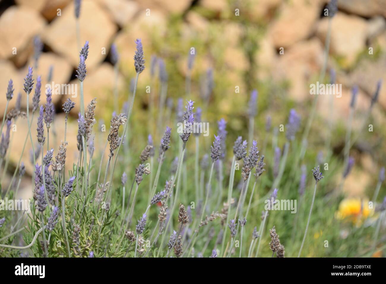 purple lavender flower in the province of Alicante, Costa Blanca, Spain ...