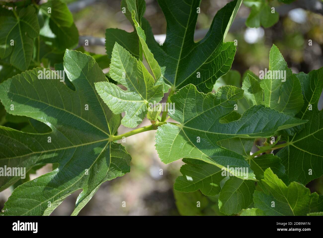fresh leaves on the fig tree, Costa Blanca, Spain Stock Photo - Alamy