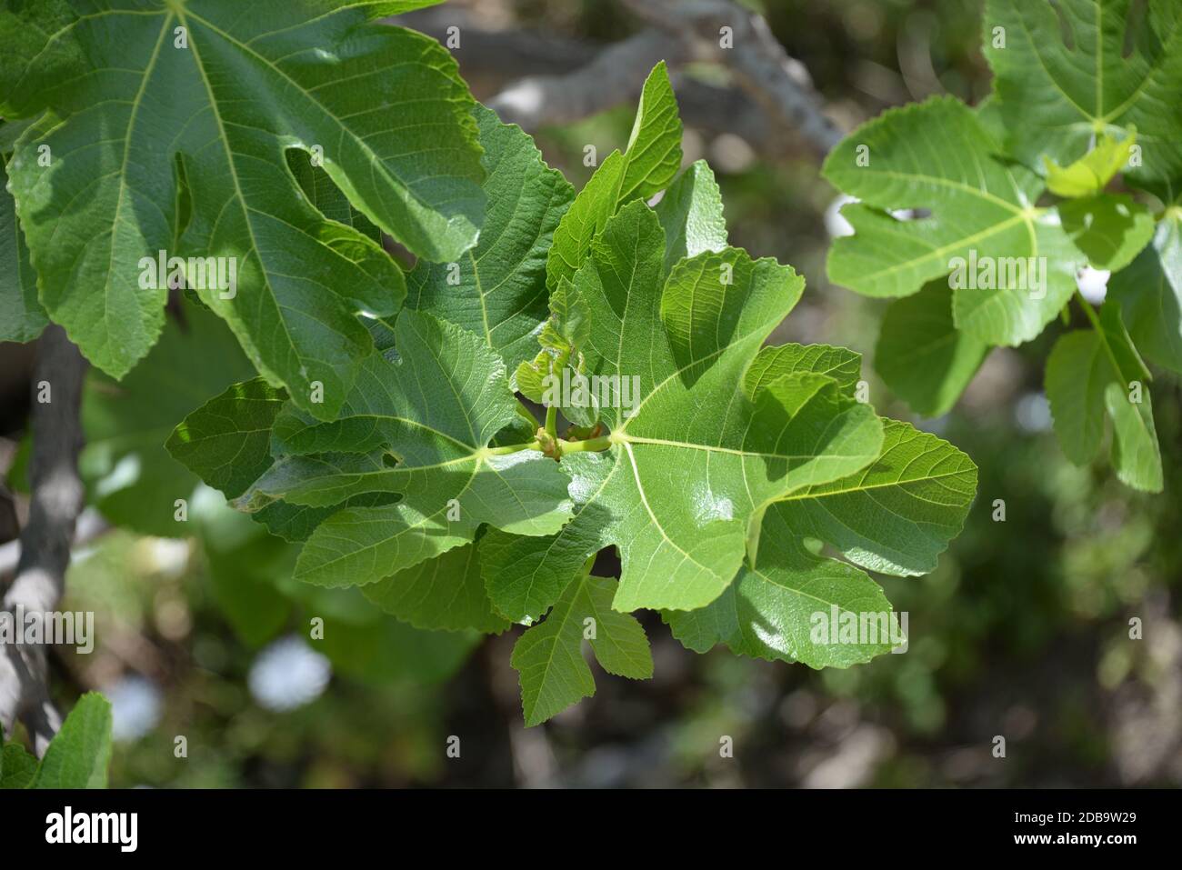 fresh leaves on the fig tree, Costa Blanca, Spain Stock Photo - Alamy