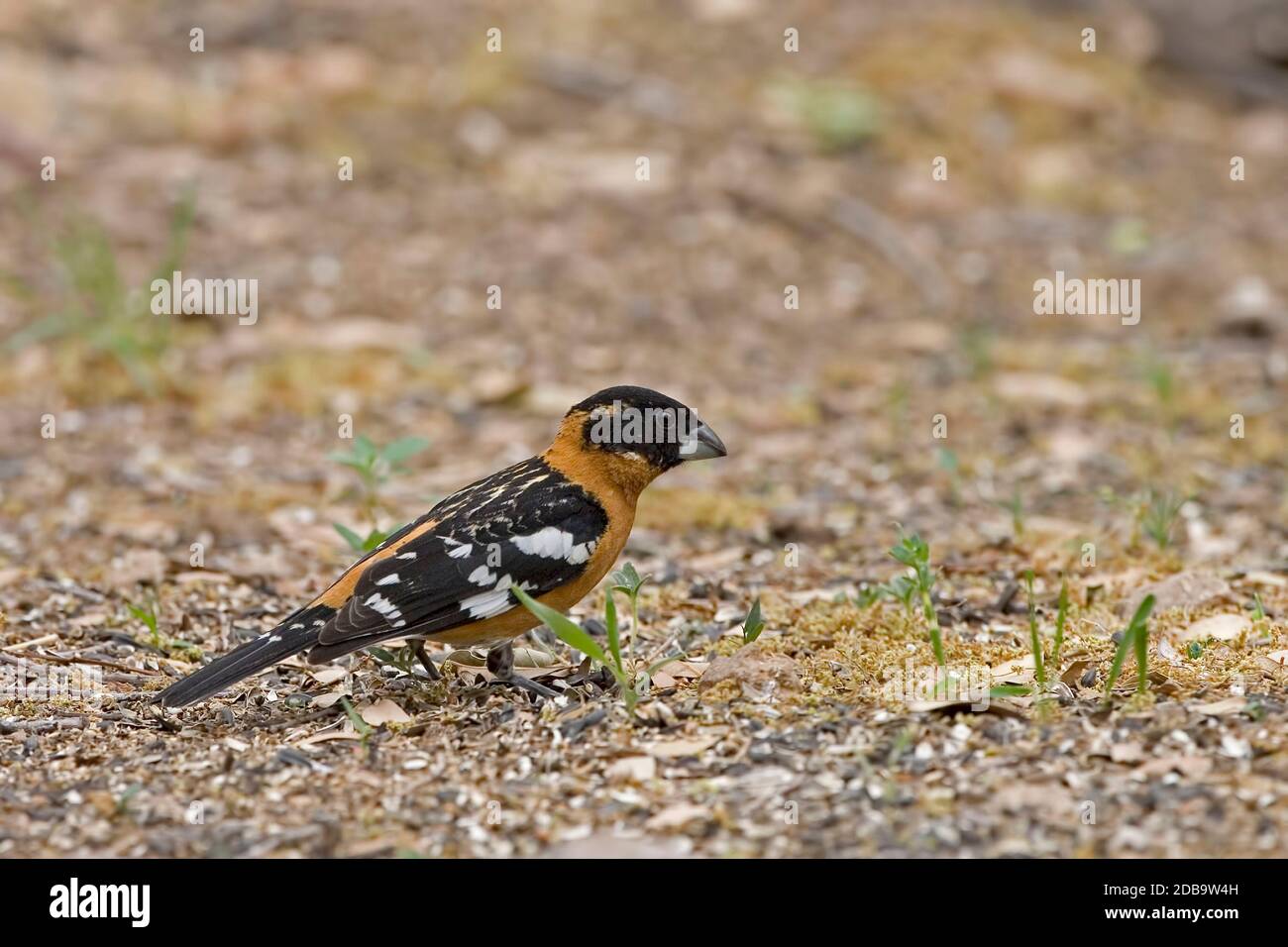Black head grosbeak hi-res stock photography and images - Alamy
