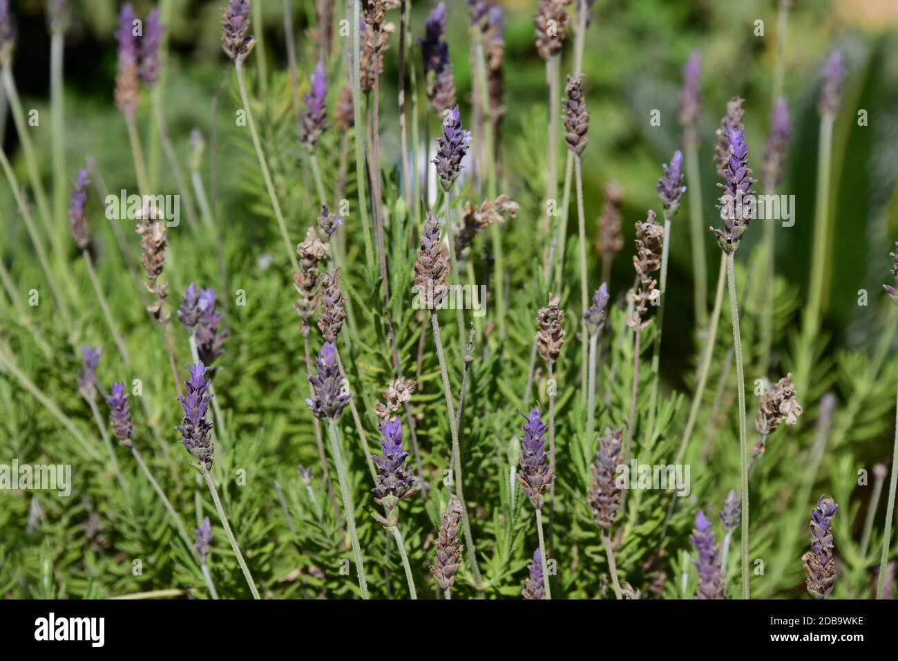 purple lavender flower in the province of Alicante, Costa Blanca, Spain ...