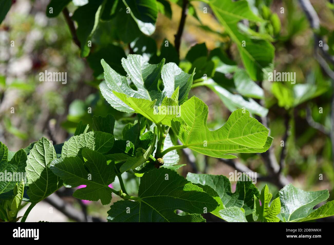 fresh leaves on the fig tree, Costa Blanca, Spain Stock Photo - Alamy