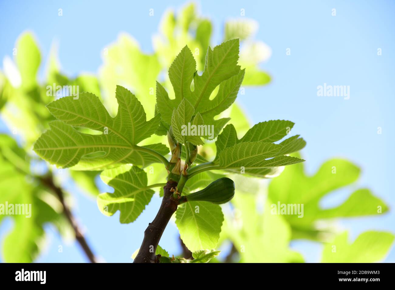 fresh leaves on the fig tree, Costa Blanca, Spain Stock Photo - Alamy