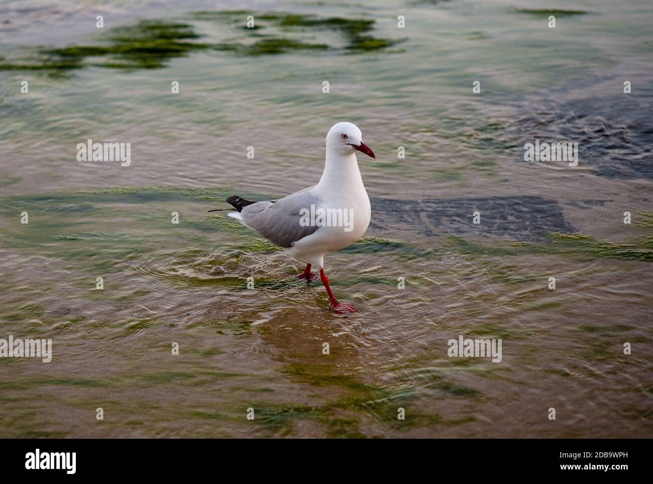 A cool seagull walking in water Stock Photo - Alamy