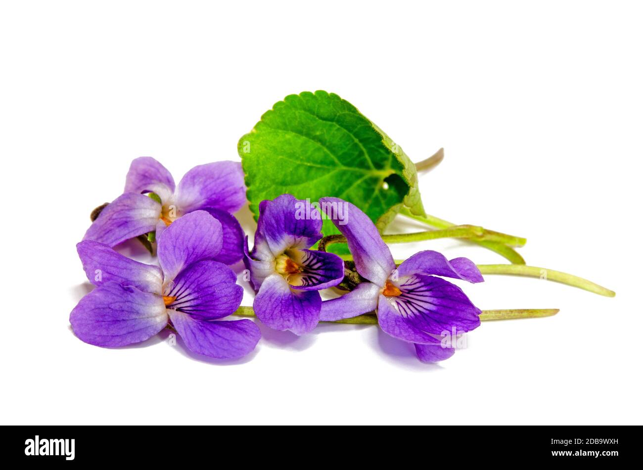 Fragrance in nature hi-res stock photography and images - Alamy