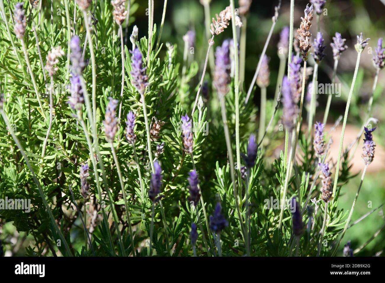 purple lavender flower in the province of Alicante, Costa Blanca, Spain ...