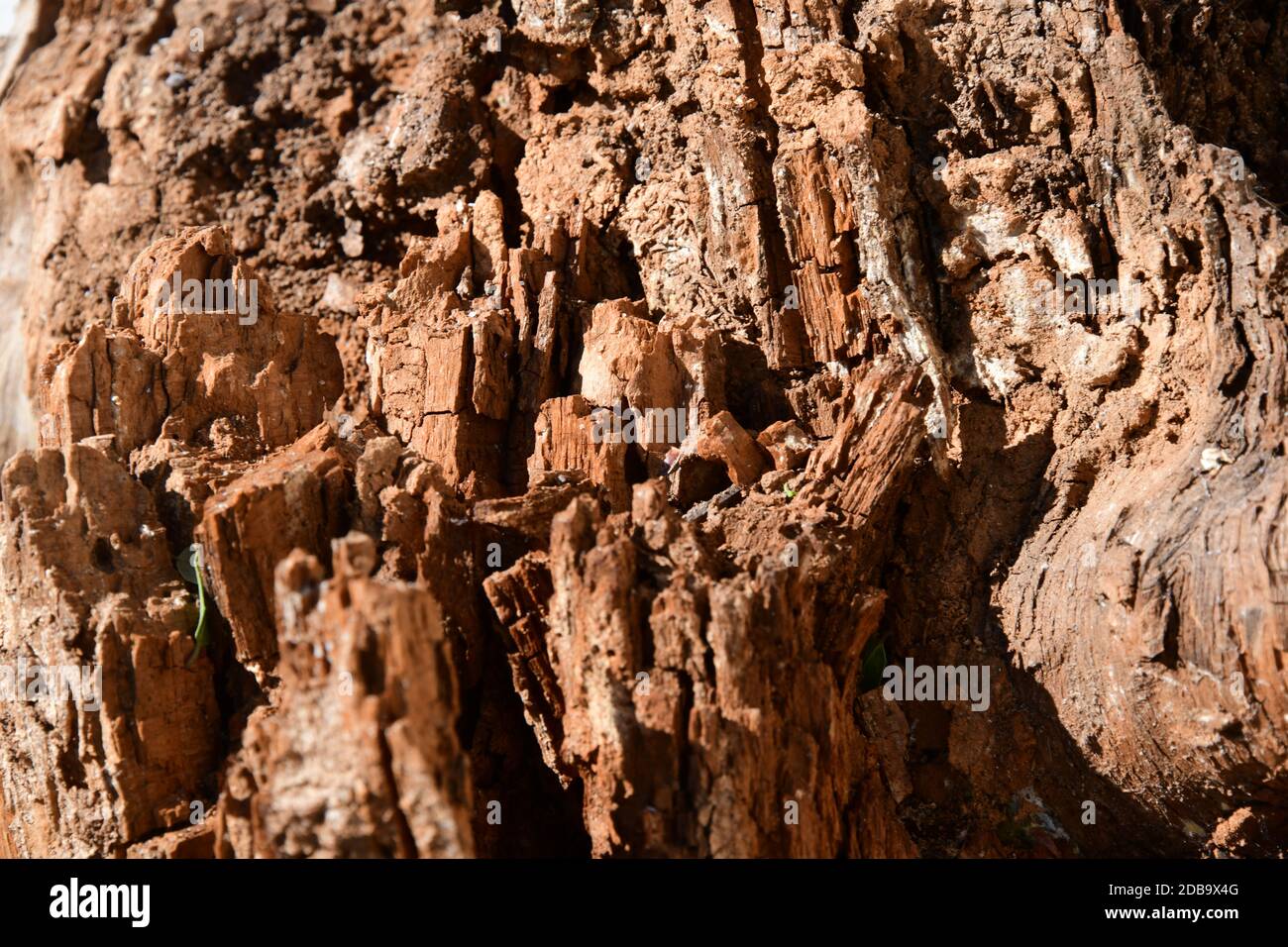 Tree trunk eaten by termites in the province of Alicante, Costa Blanca ...