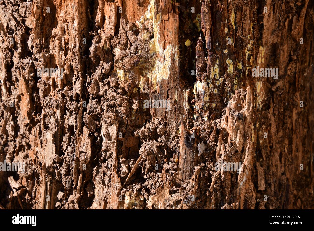 Tree trunk eaten by termites in the province of Alicante, Costa Blanca ...