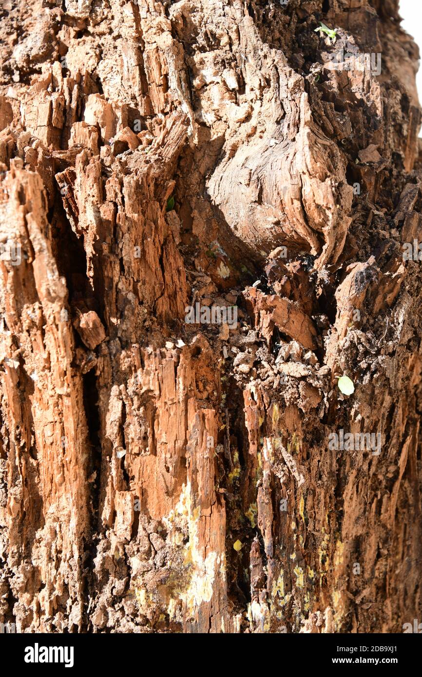 Tree trunk eaten by termites in the province of Alicante, Costa Blanca ...