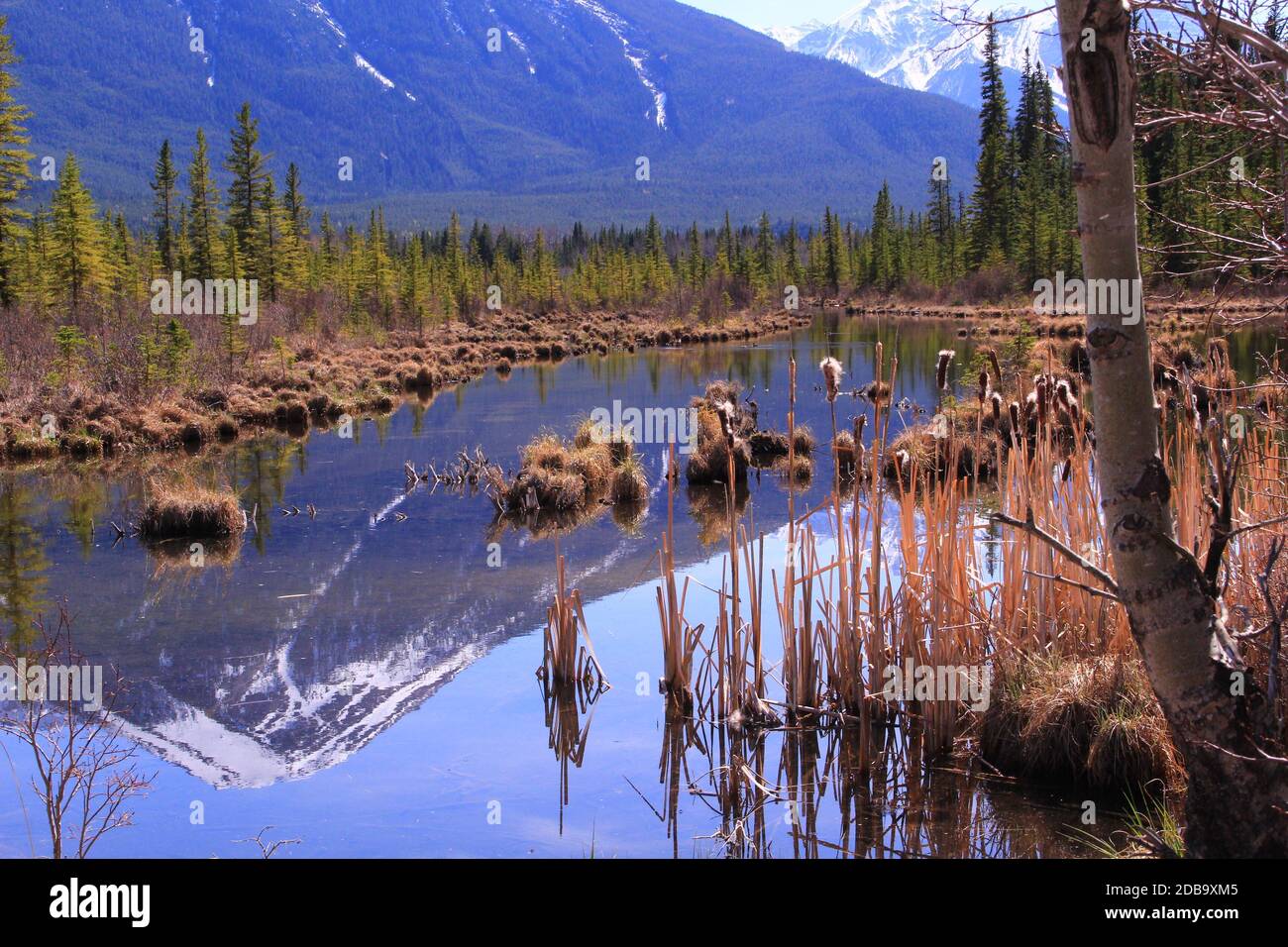 Sanson's Peak reflected in a pool of water near Vermillion Lake Stock ...