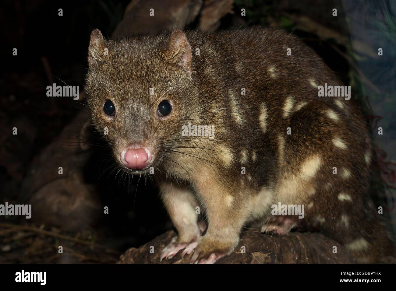 Close up of Spotted Quoll Stock Photo - Alamy