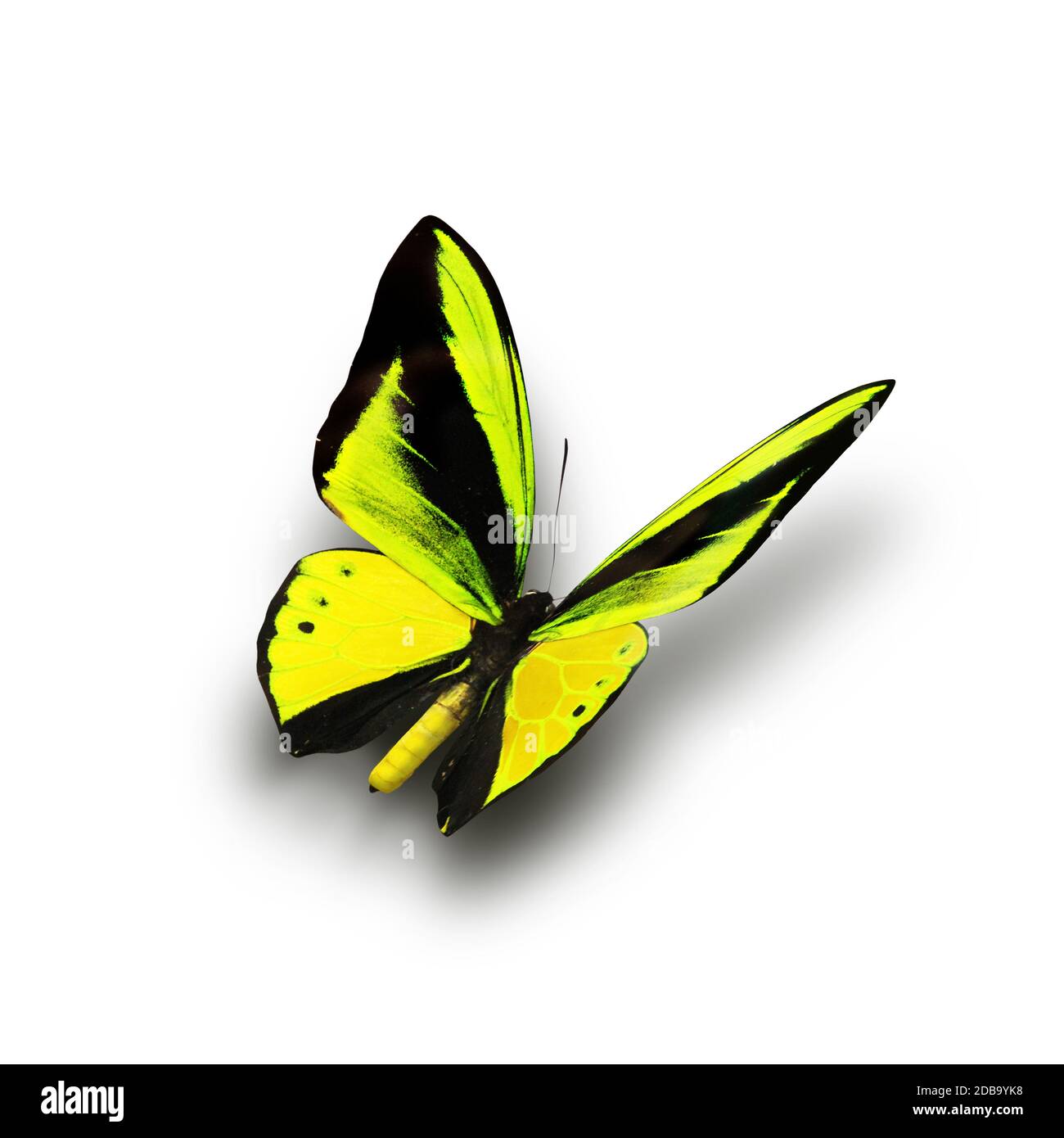 Beautiful multi-colored real butterfly flying on a white background ...