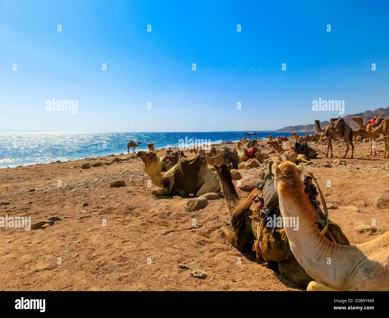 Camels on the beach with yellow sand and blue sky at Dahab Stock Photo ...