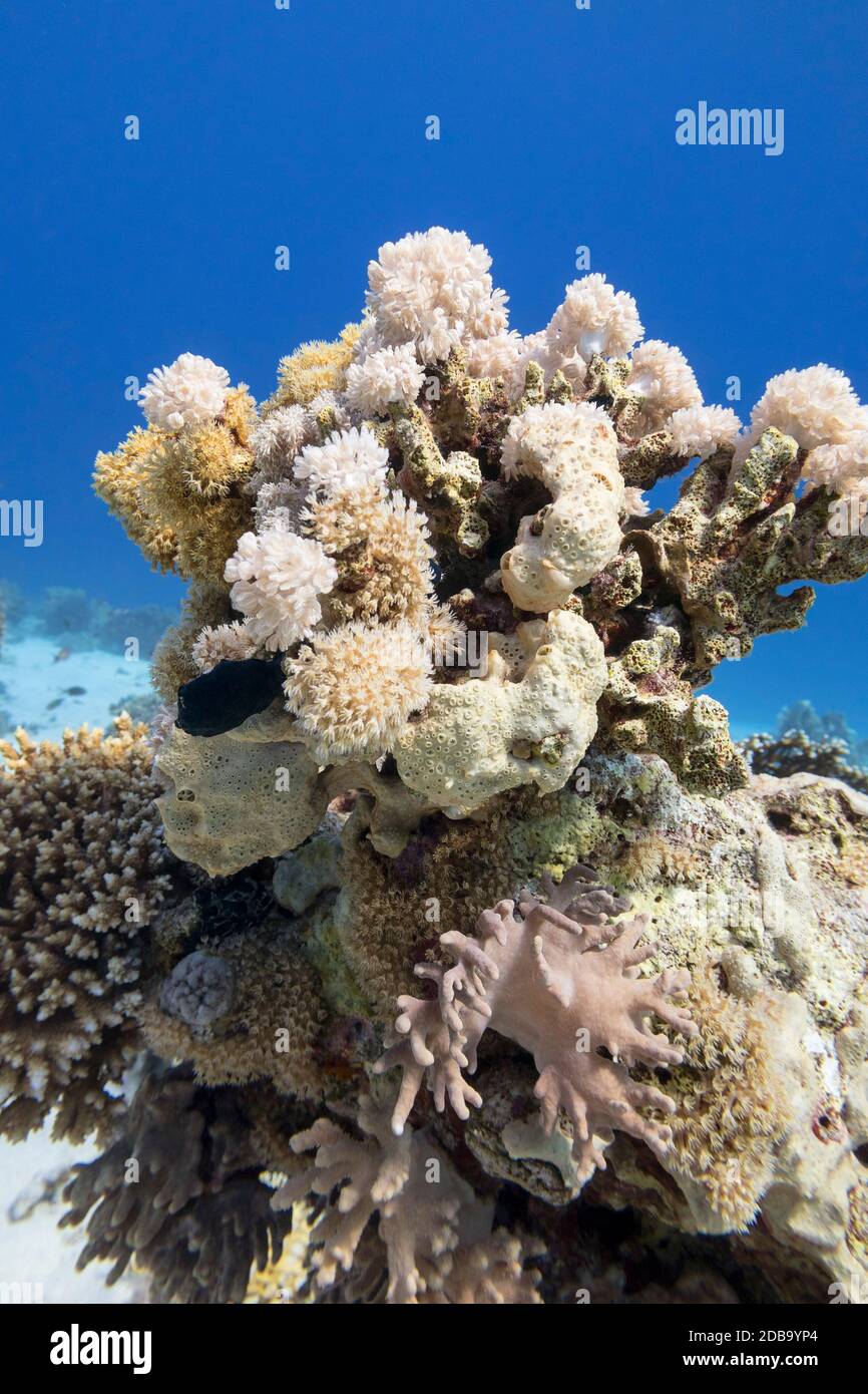 Colorful coral reef at the bottom of tropical sea, hard corals ...