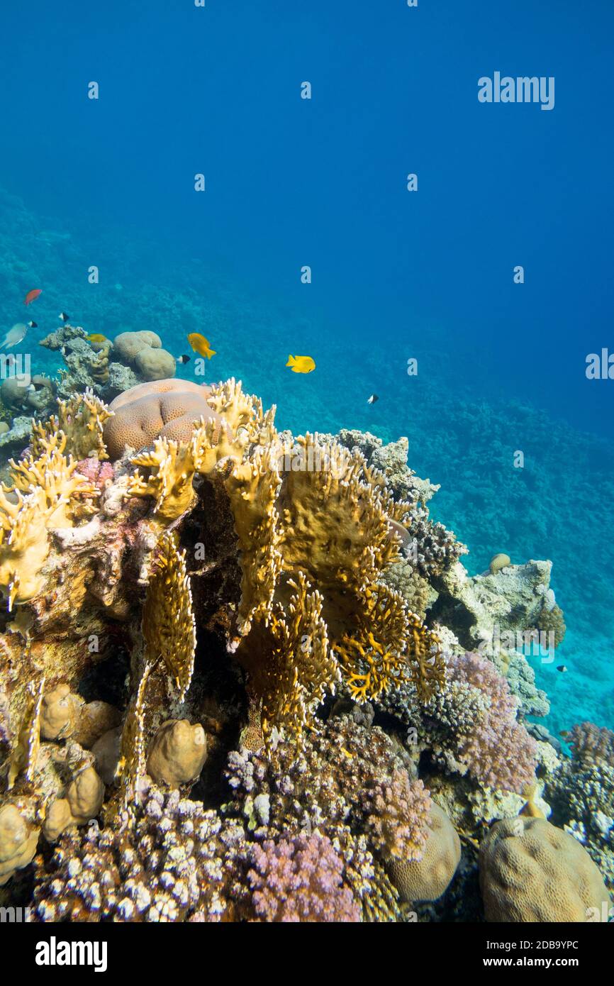 Colorful coral reef at the bottom of tropical sea, yellow fire coral ...